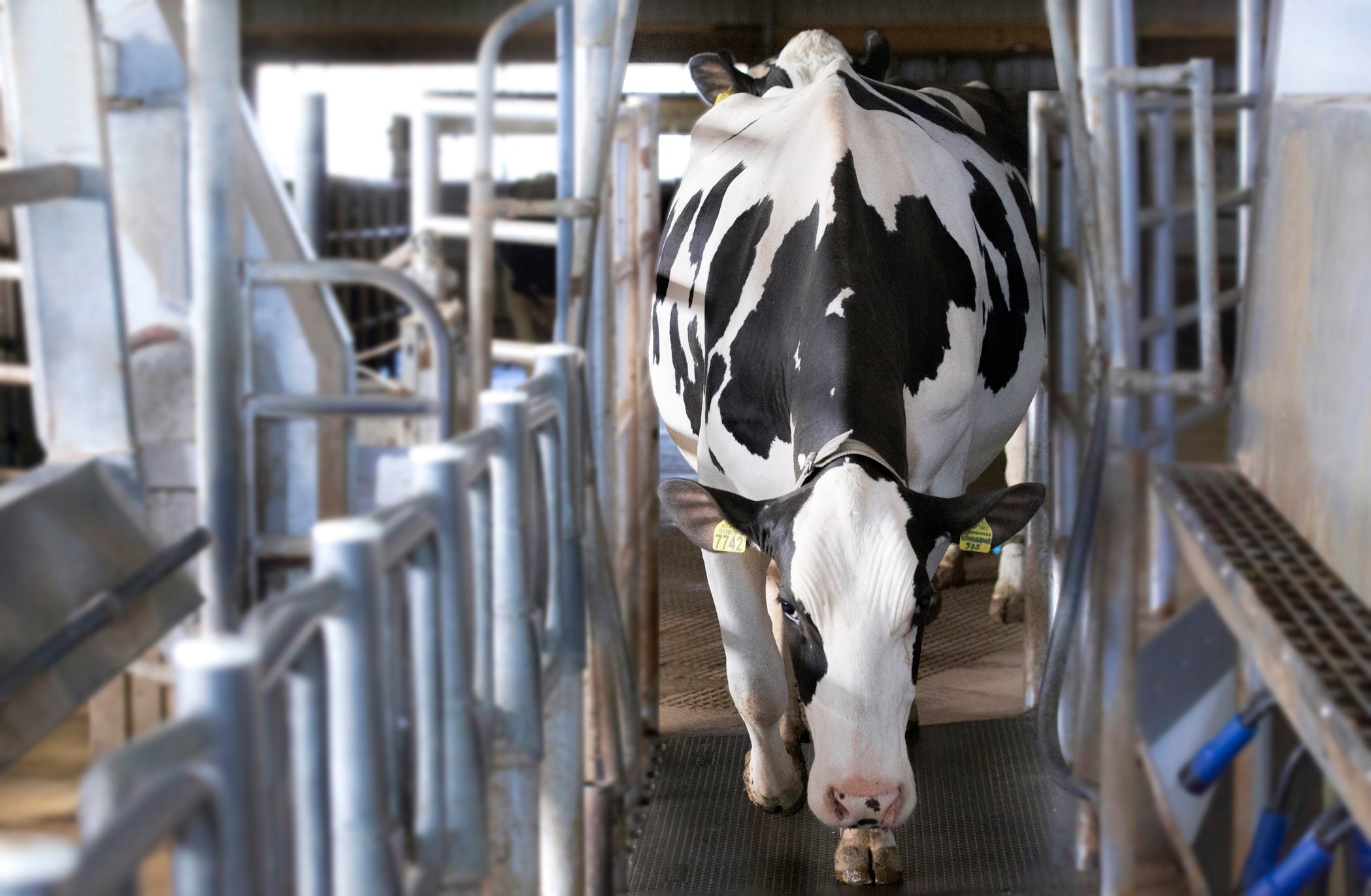 About Alta Genetics | Trusted Partner in Custom Cattle Genetics