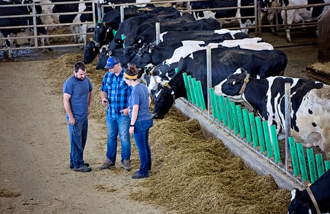 About Alta Genetics | Trusted Partner in Custom Cattle Genetics